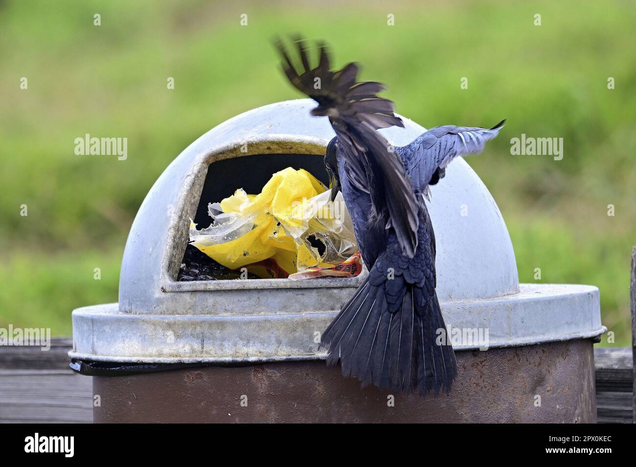 Pacific Grove, California, USA. 1st May, 2023. Crows represents change ...