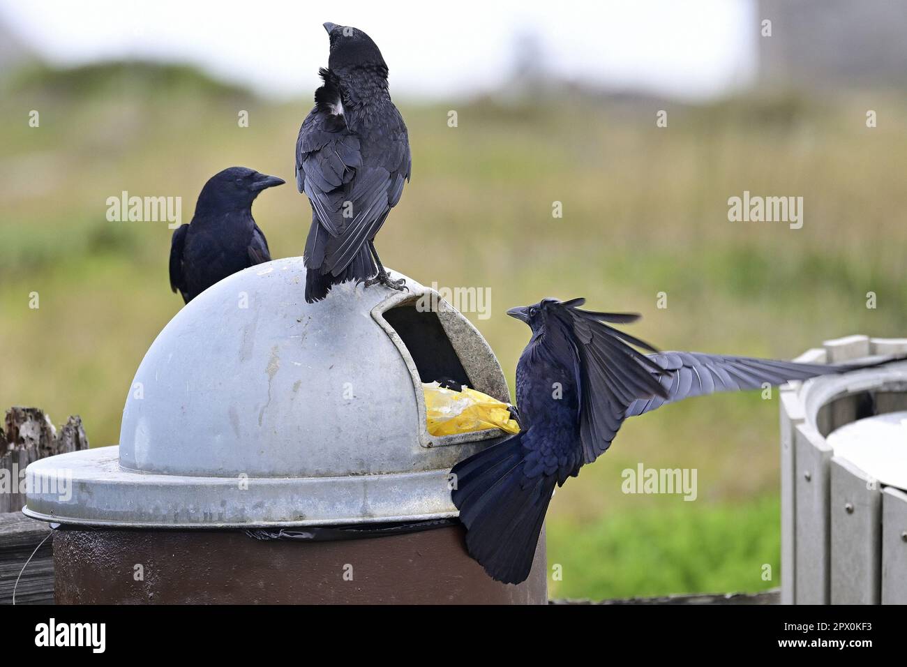 Pacific Grove, California, USA. 1st May, 2023. Crows represents change ...