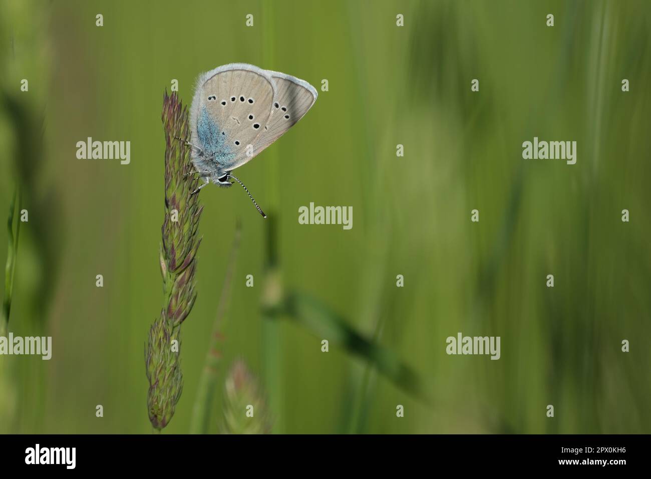 Close up of an osiris blue butterfly in nature resting on a plant ...
