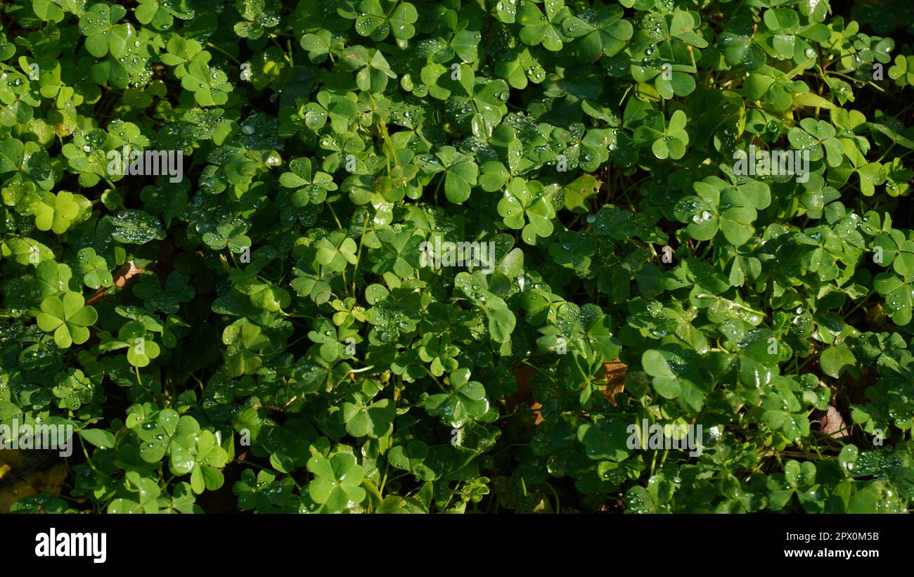Oxalis corniculata plant s leaf pattern. Green Amrul leaves in nature ...