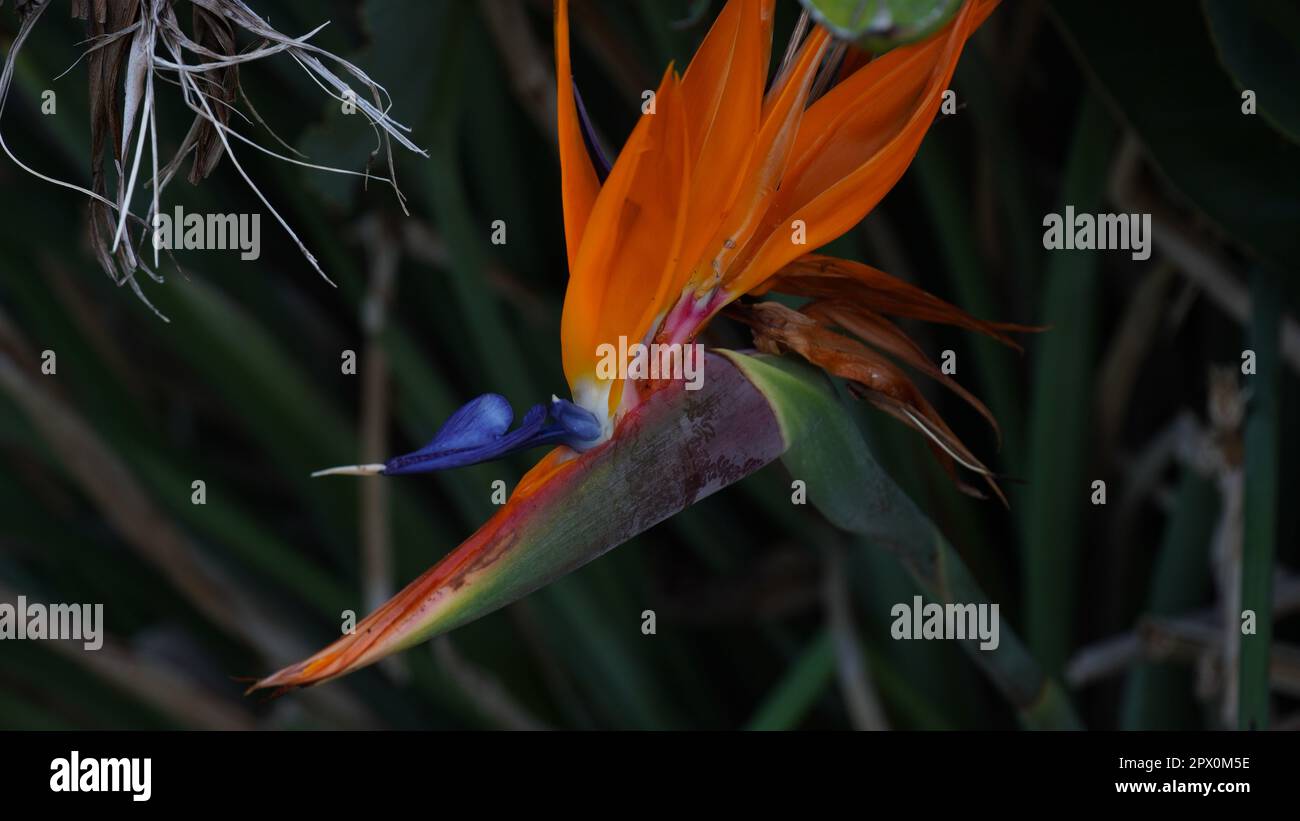Bird of Paradise Flower. Colorful flower Bird of paradise (Strelitzia ...