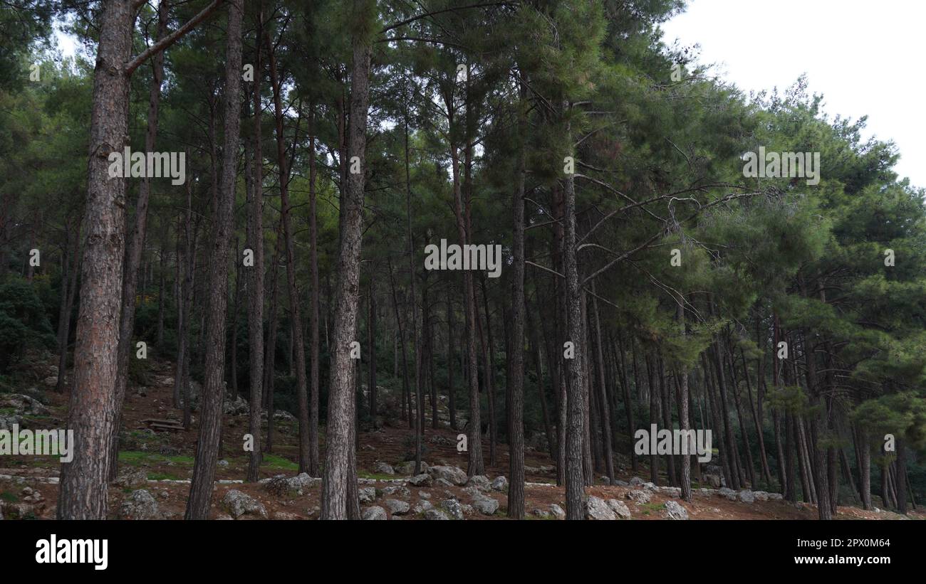 Coniferous forest with old growth pines trees in northern Israel Stock ...