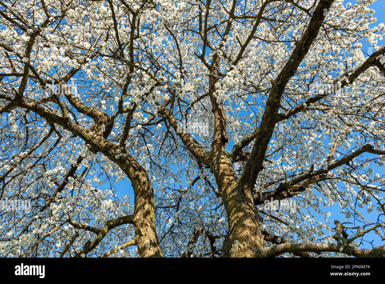 The branches of a blossoming cherry tree in spring with white blossoms ...