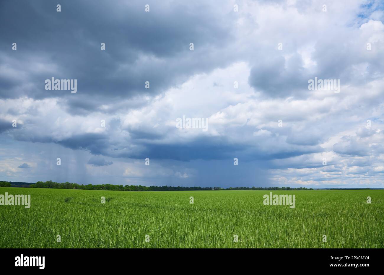 green earth, fields of Ukraine, grains sky, green grass Stock Photo - Alamy