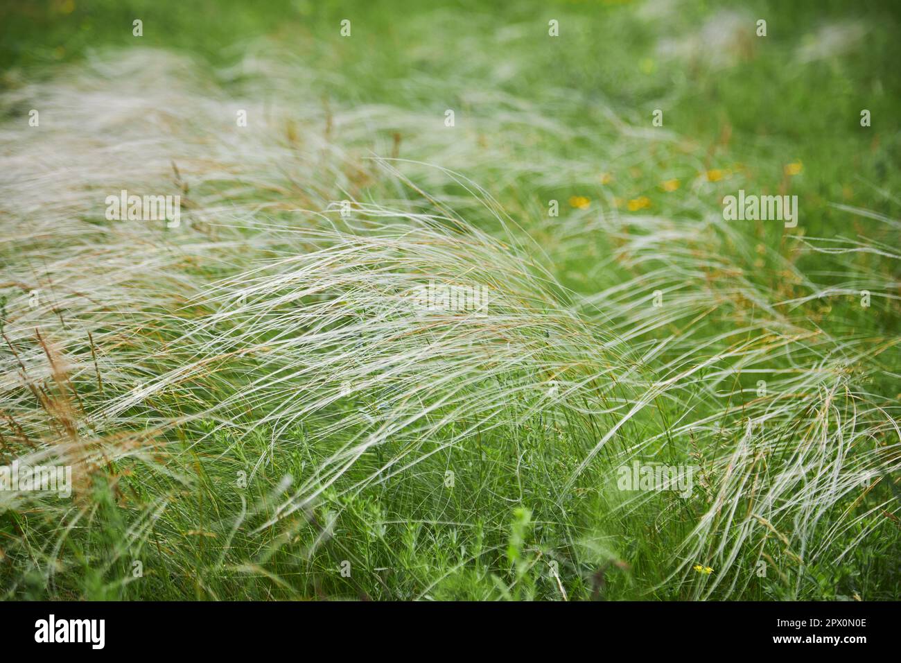 Stipa capillata as known as feather, needle, spear grass in steppe ...