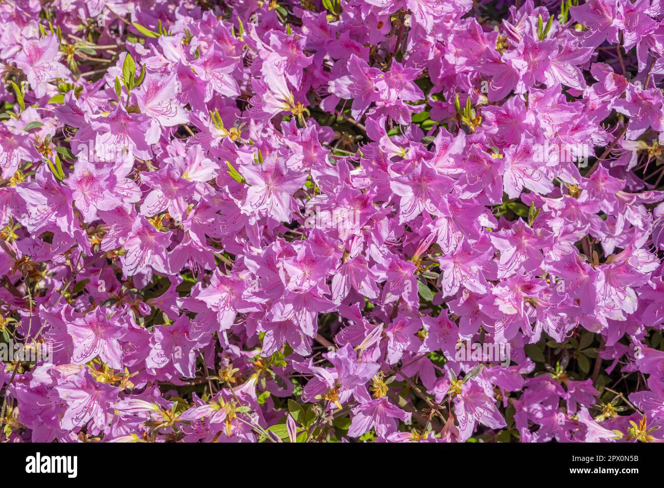 Dense cluster of bright pink azalea (genus Rhododendron) flowers ...