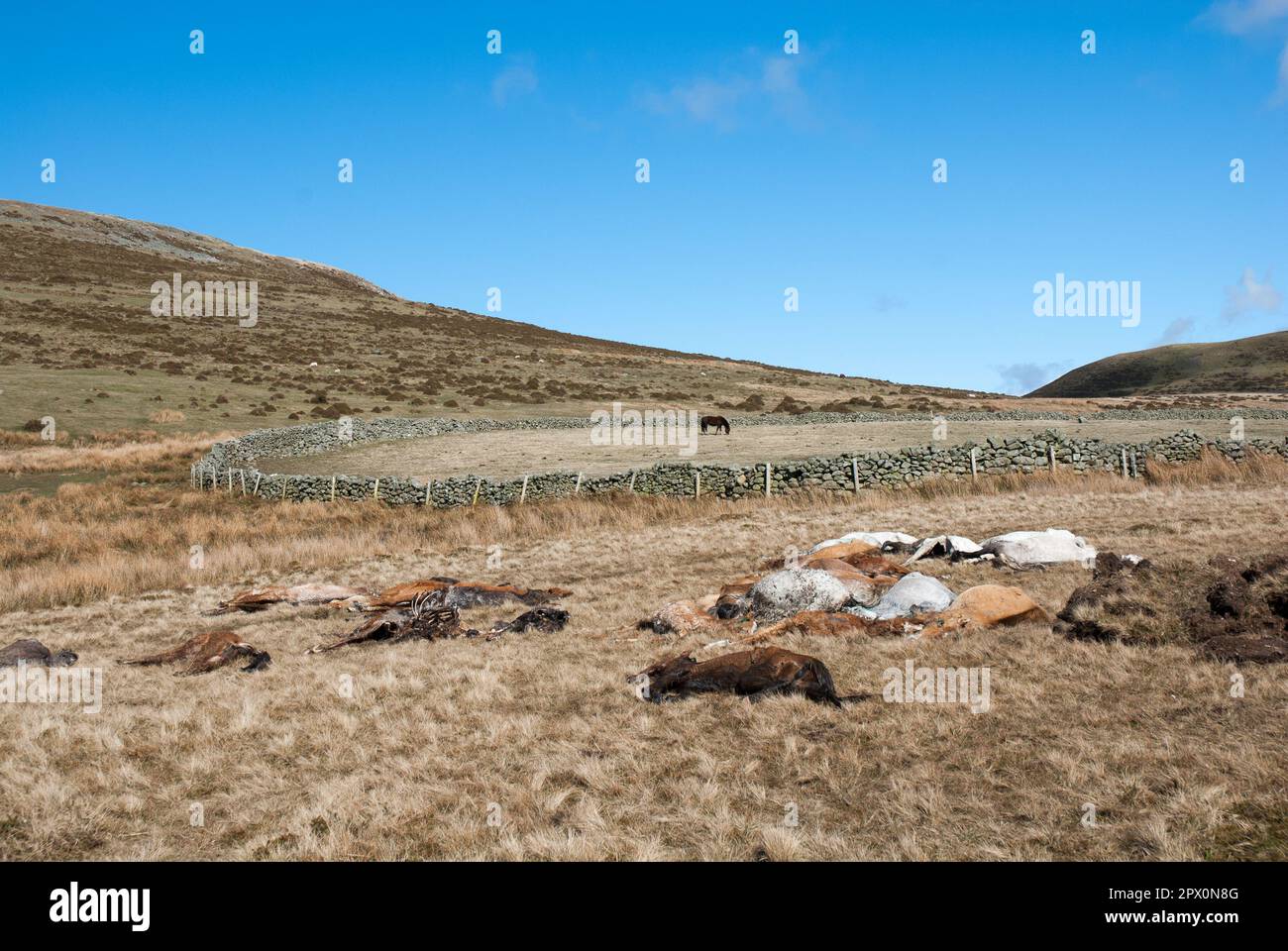 Wild ponies found dead on Carneddau - but farmer not able to bury them ...