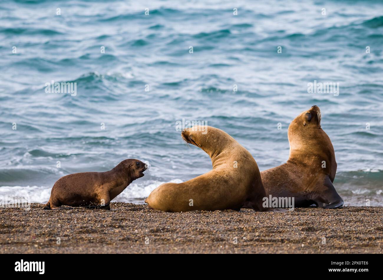 Sea lion in Patagonia coastal, Peninsula Valdes, Patagonia, Argentina ...