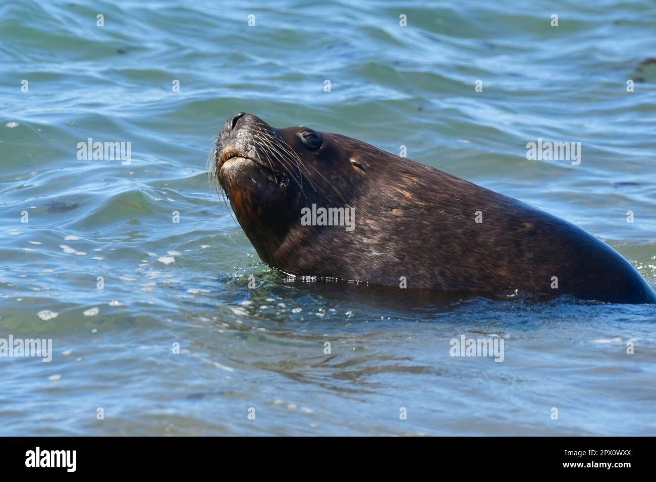 Sea lion in Patagonia coastal, Peninsula Valdes, Patagonia, Argentina ...