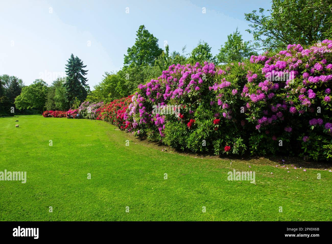 Amazing green lawn with giant red and purple or pink colored ...