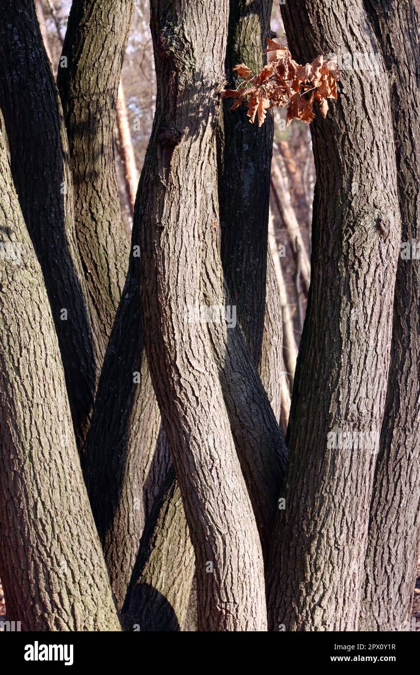 Wald muster hi-res stock photography and images - Alamy