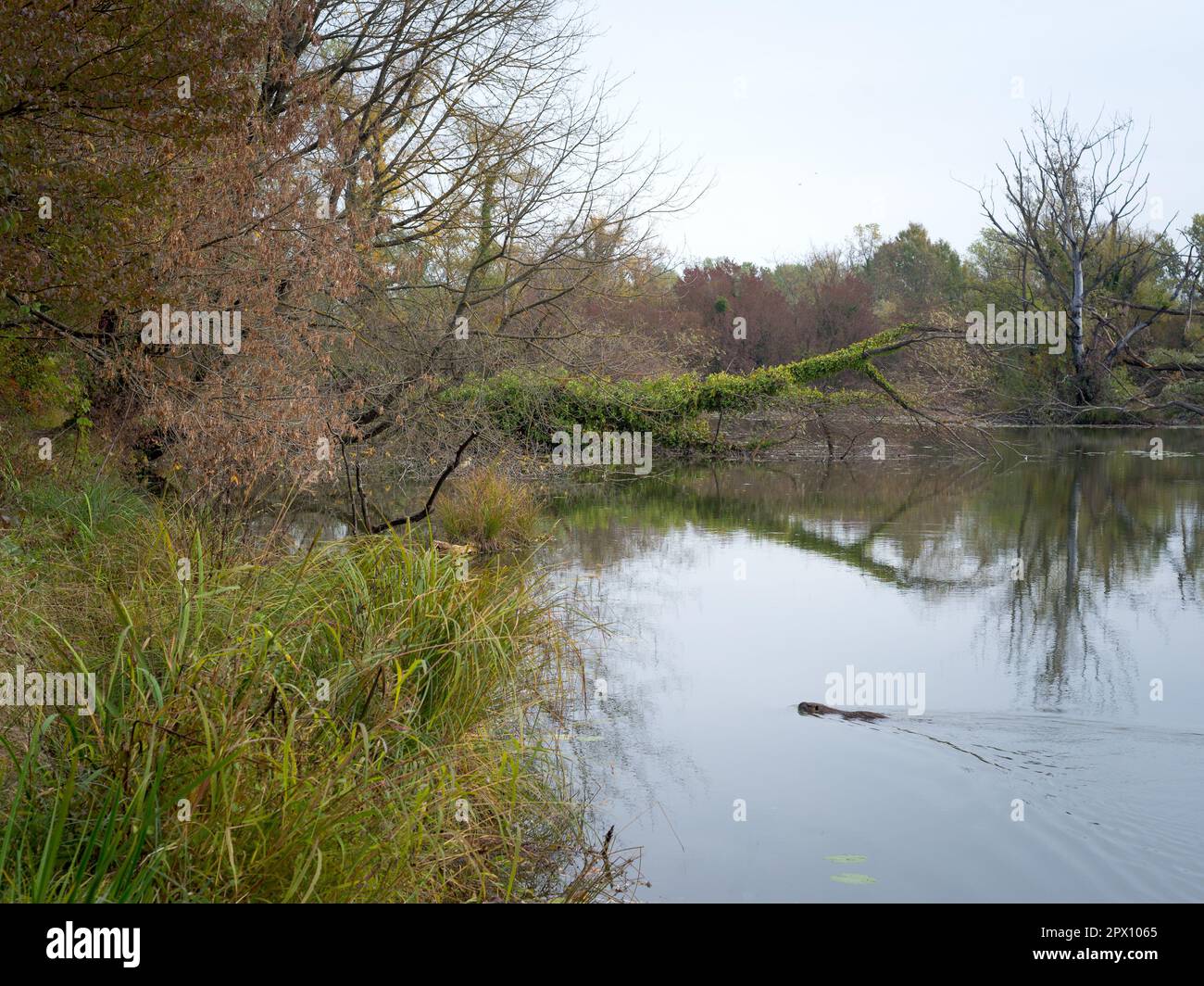 Nutria swimming on a lake Stock Photo - Alamy