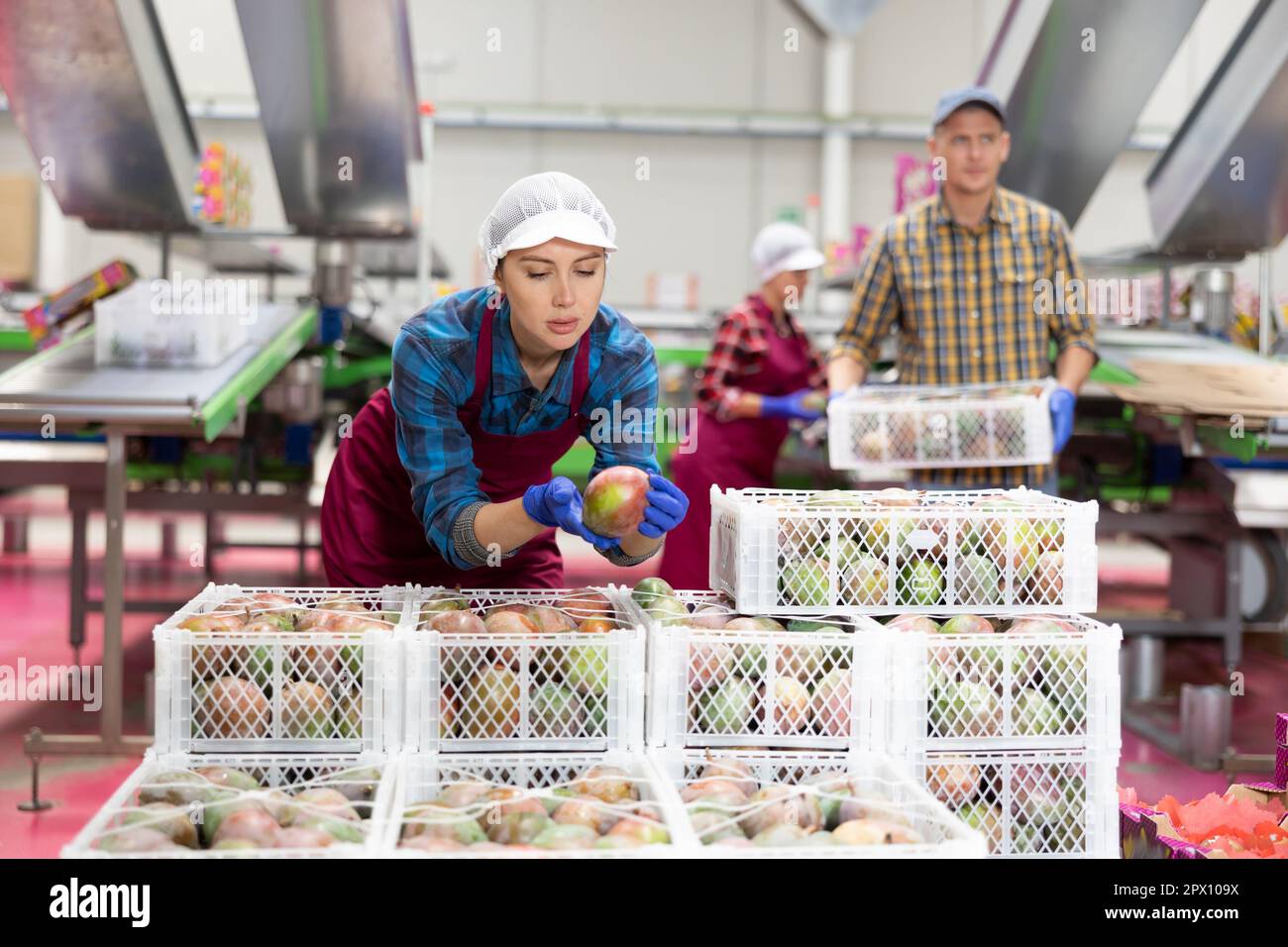 Woman holding mango during sorting to crates and checking quality at ...