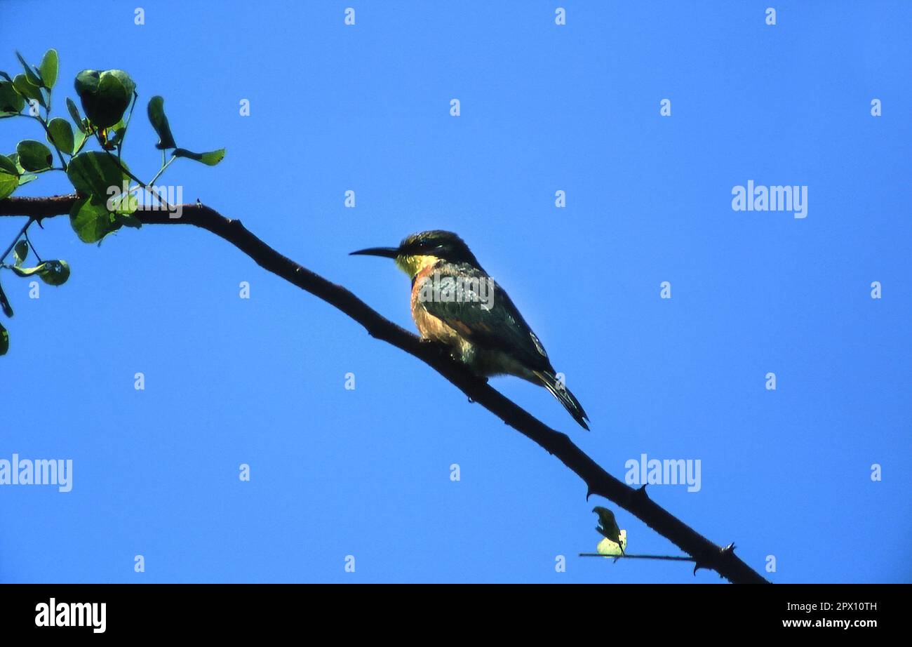 Little Bee-eater (Merops pusillus), Moremi Wildlife Reserve, Ngamiland ...