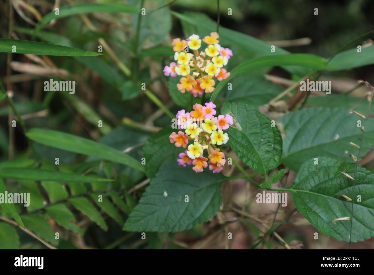 Flower cluster of a Common Lantana (Lantana Camara) with different ...