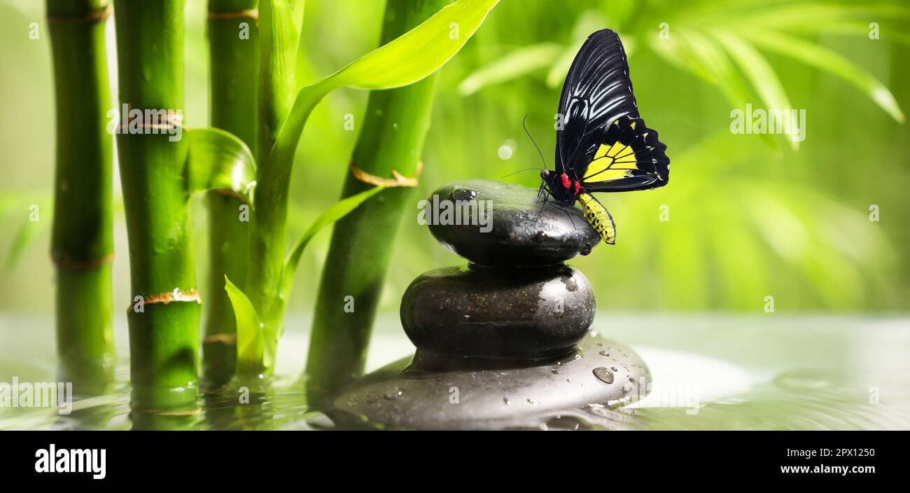 Butterfly with stones and bamboo near water in tropical garden. Zen ...