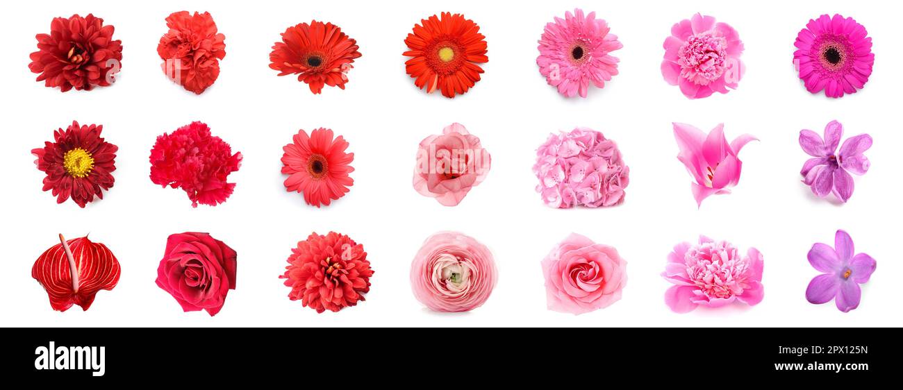 Beautiful red flowers hydrangea Cut Out Stock Images & Pictures - Alamy