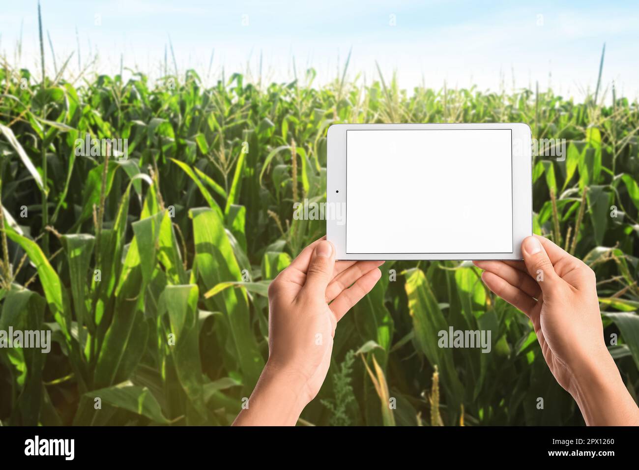 Farmer with tablet computer in green corn field. Banner for design ...