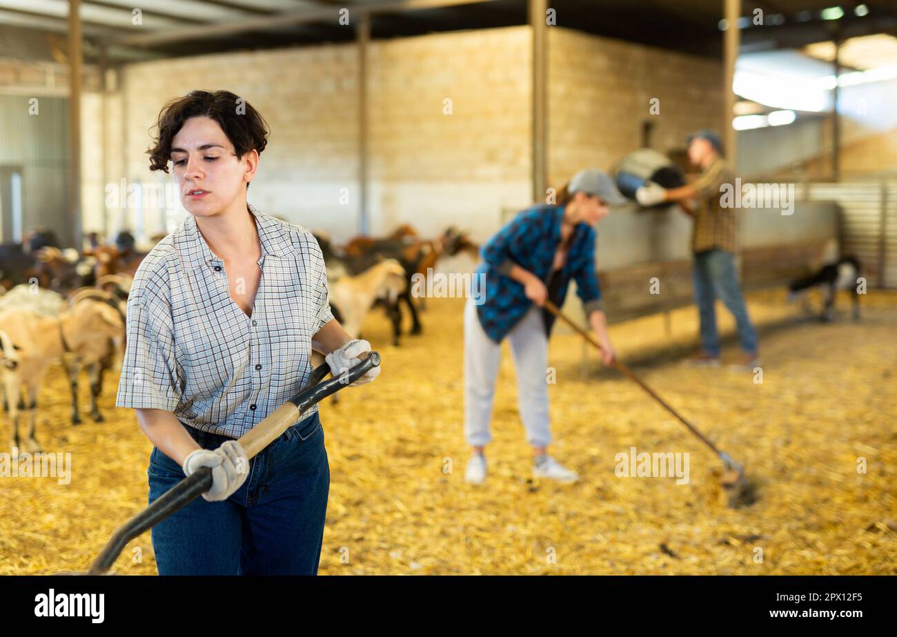 Female farmer picking up hay with pitchfork to feed the goats at family ...