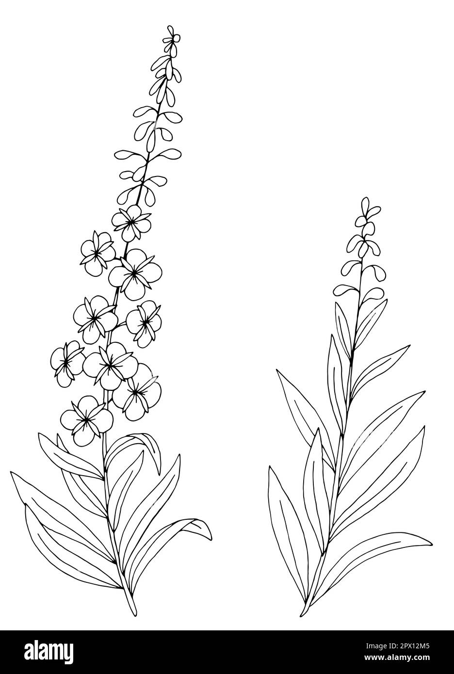 Blooming Sally flower graphic black white isolated sketch set ...
