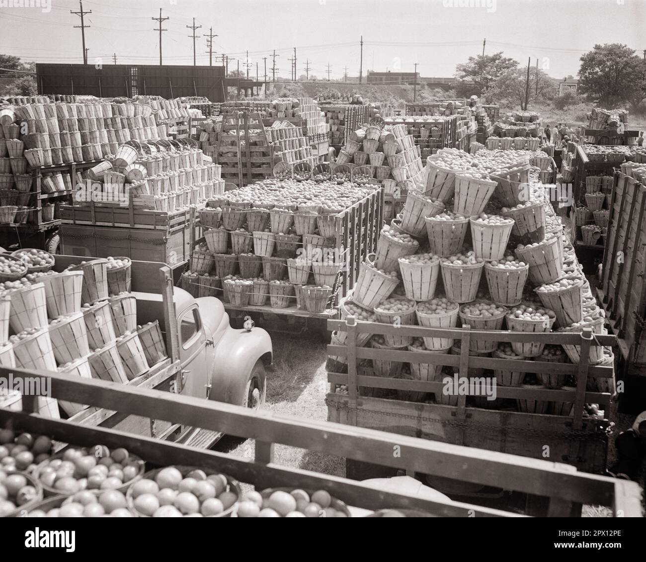 1930s MULTIPLE FARM TRUCKS STACKED HIGH WITH BUSHEL BASKETS OF RIPE ...