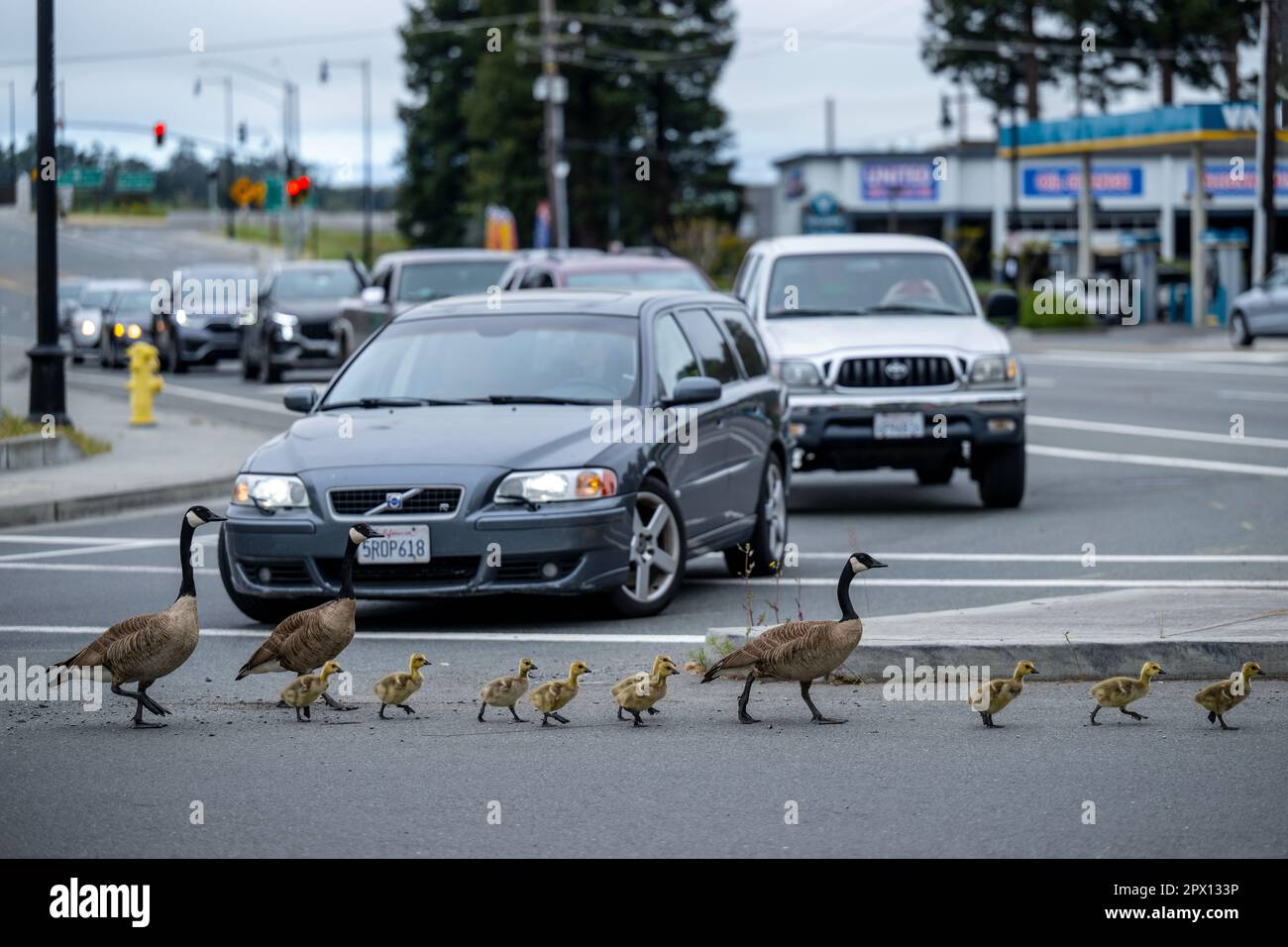 A family of Canada Geese cross the road in Petaluma, California ...