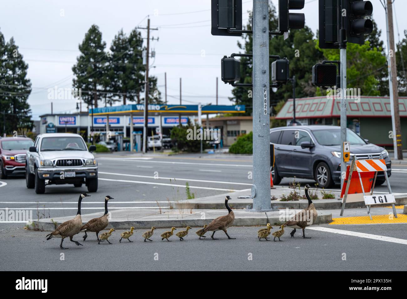 A family of Canada Geese cross the road in Petaluma, California ...