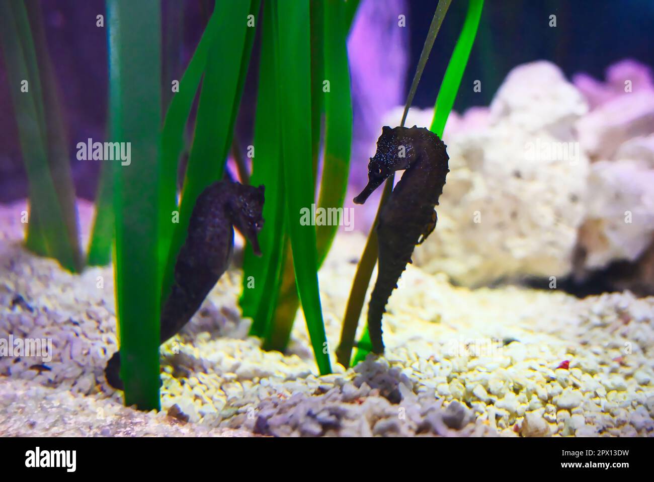 Beautiful exotic fish in the aquarium with bright colors Stock Photo ...