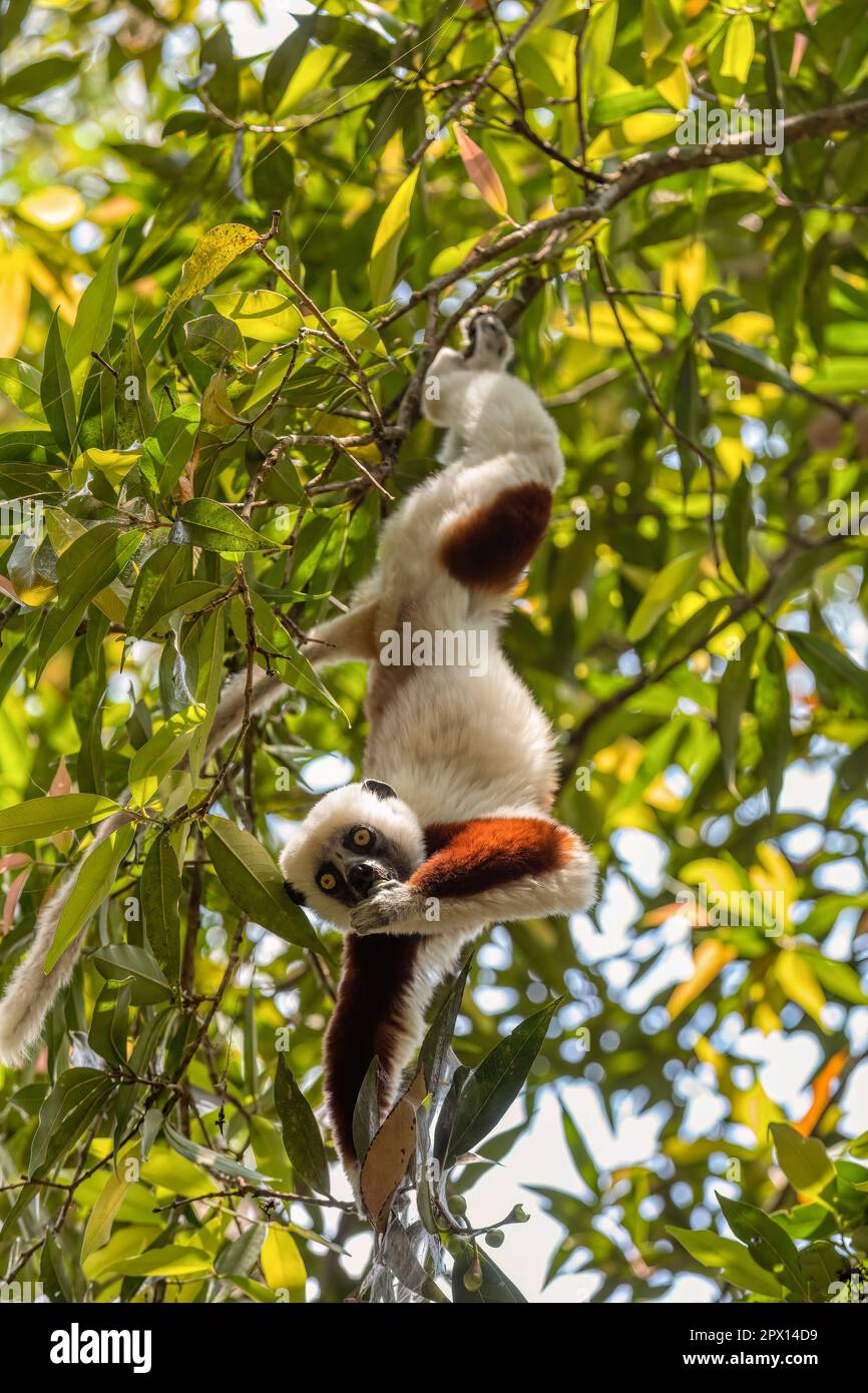 Beautiful Coquerel's sifaka lemur, (Propithecus coquereli). Endangered ...