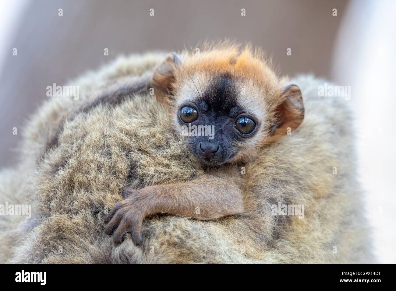 Red-Fronted Lemur (Eulemur Rufifrons), Detail of small cute baby on ...