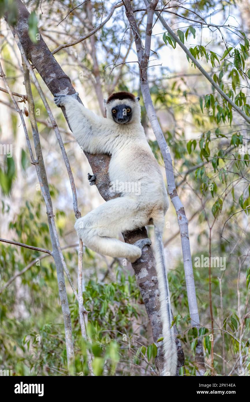 Medium-sized cute lemur white Verreaux's Sifaka or white sifaka ...