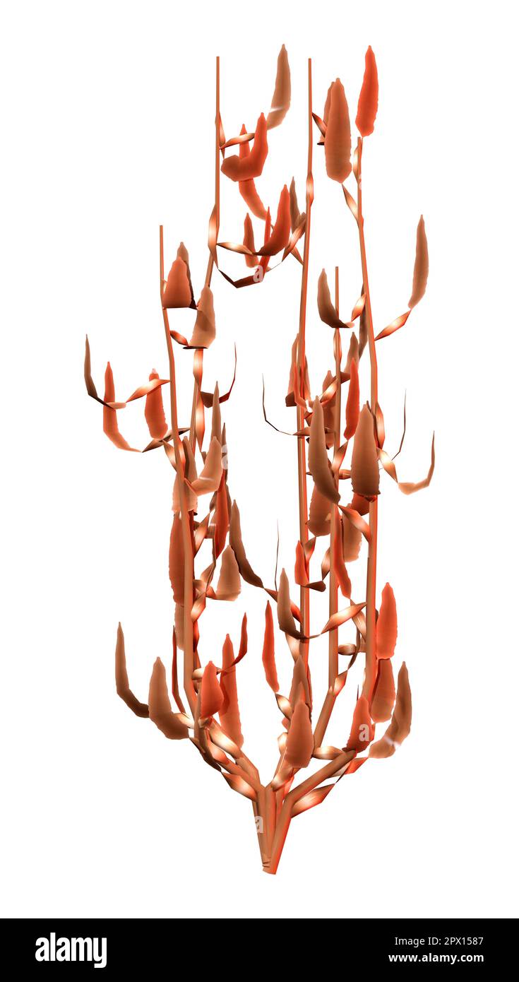 3D rendering of underwater kelp isolated on white background Stock ...