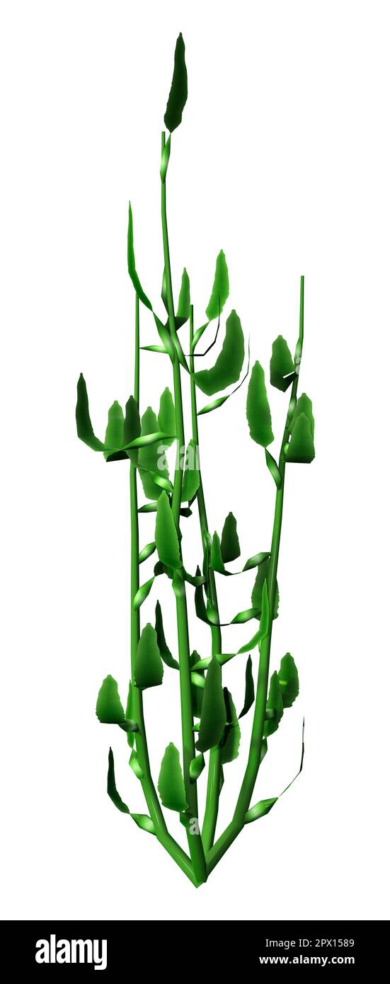 3D rendering of underwater kelp isolated on white background Stock ...