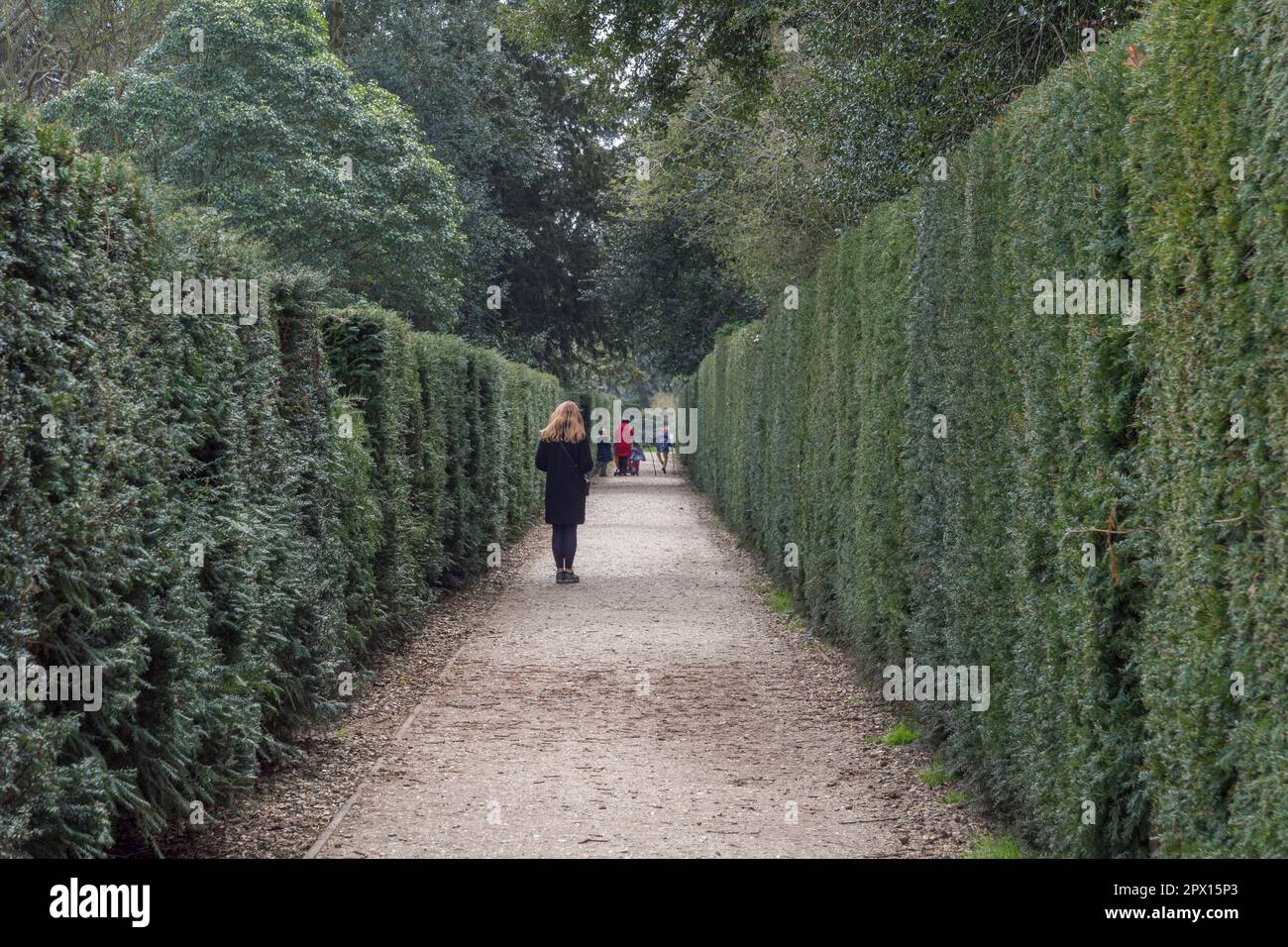 General view down hedge lined path in Chiswick Park, Chiswick, London ...