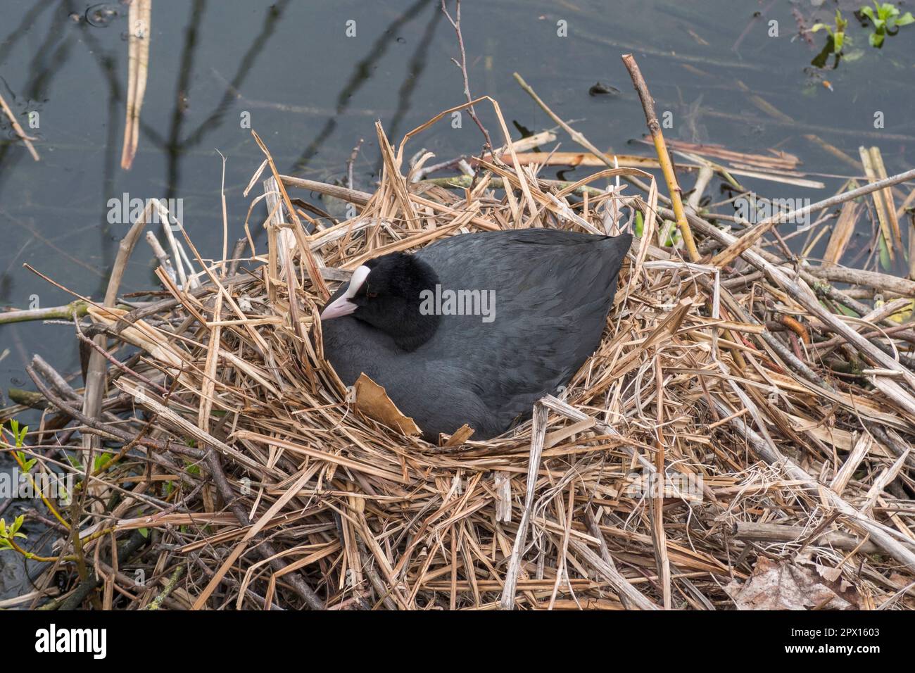 A coot sitting on a nest in a pond in Chiswick Park, Chiswick, London ...
