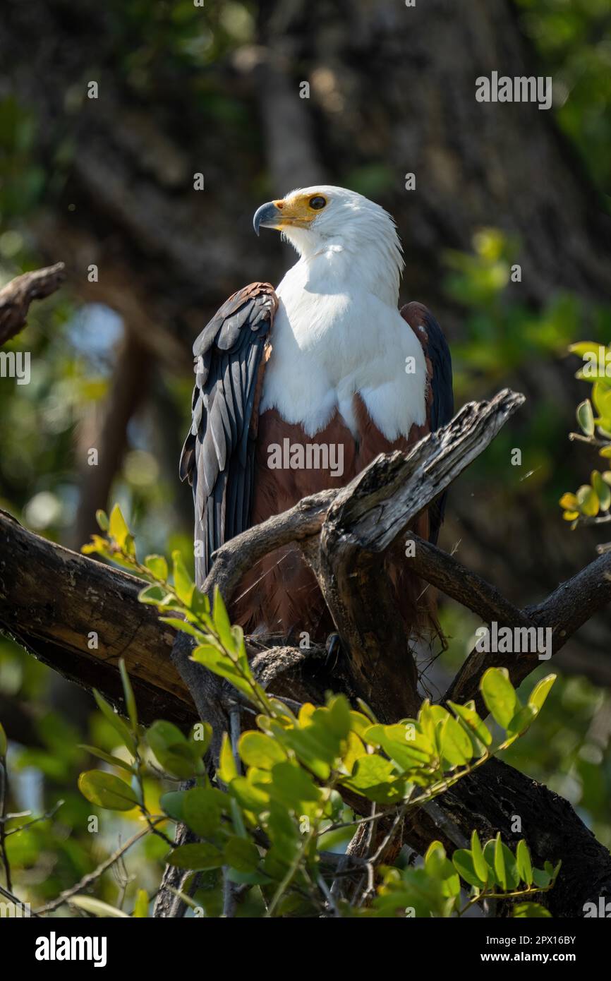 African fish eagle in tree turns head Stock Photo - Alamy