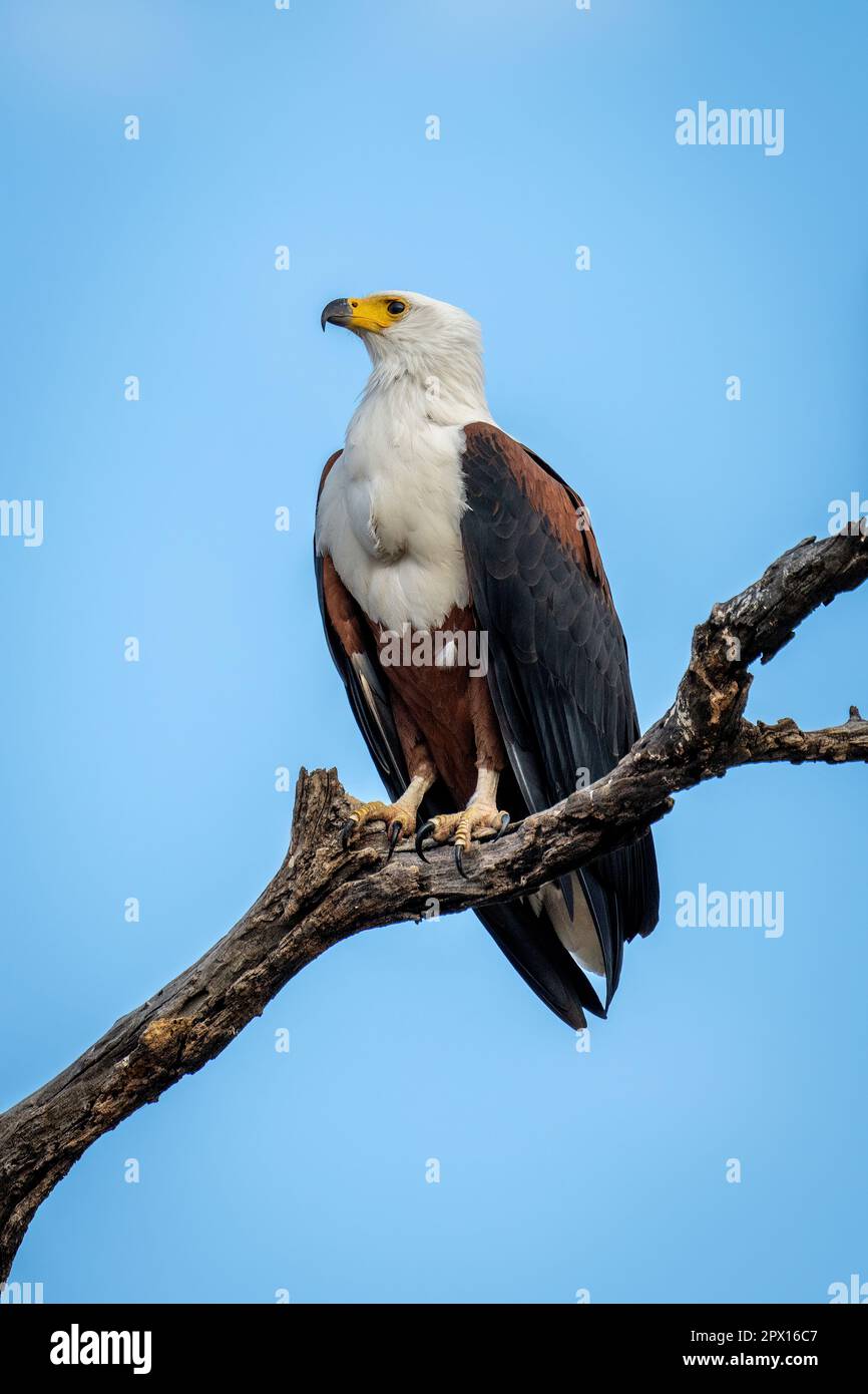 African fish eagle on branch lifting beak Stock Photo - Alamy