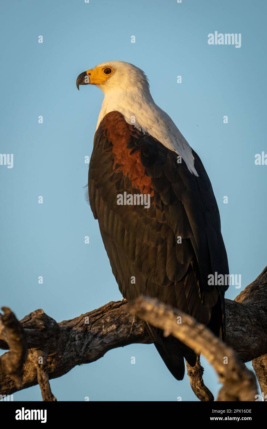 African fish eagle on branches watching camera Stock Photo - Alamy