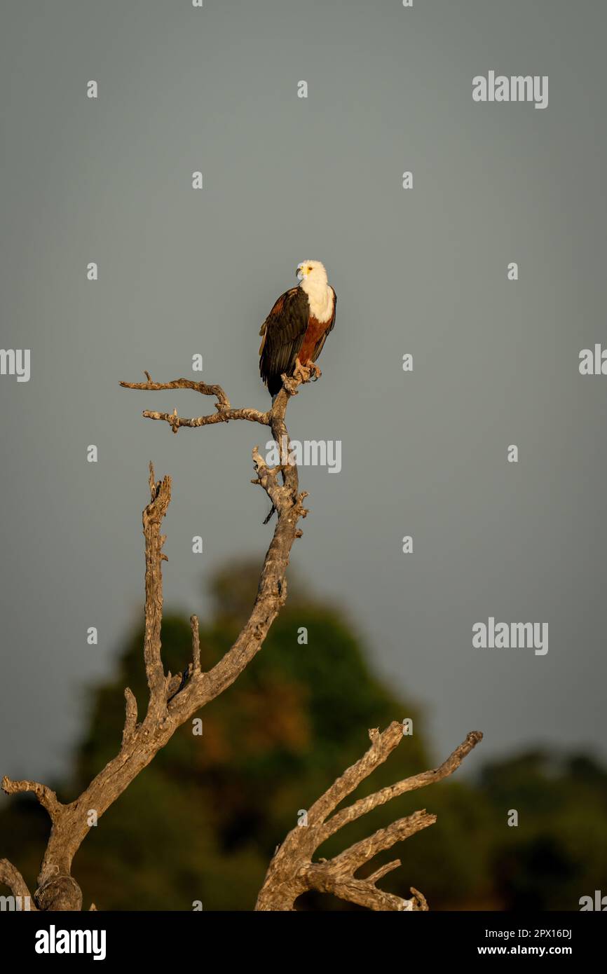 African fish eagle on tree turning head Stock Photo - Alamy