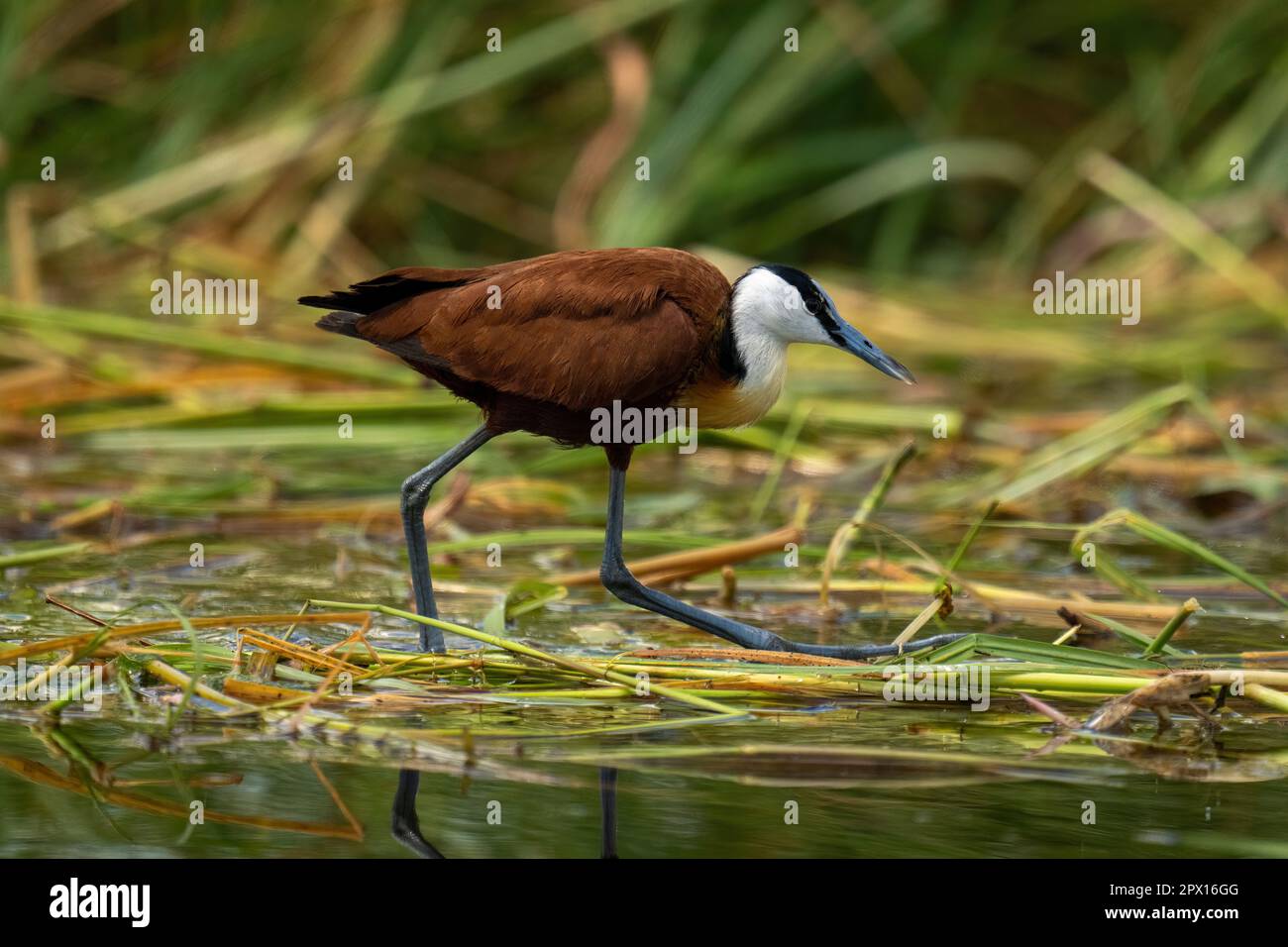 African jacana walks through grass in water Stock Photo - Alamy