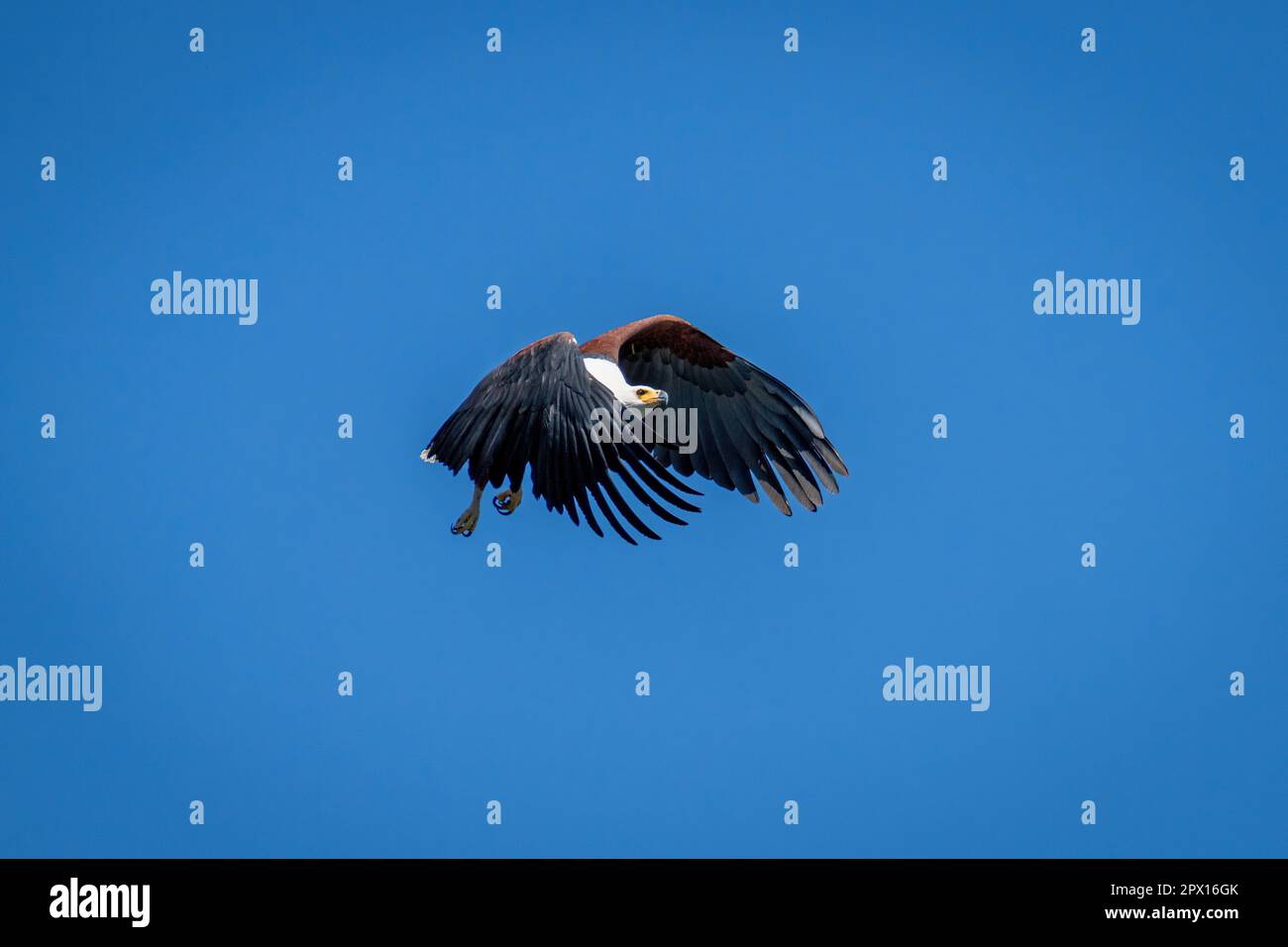 African fish eagle flying under blue sky Stock Photo - Alamy