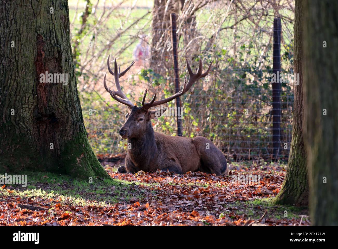 Damhirsch im wald hi-res stock photography and images - Alamy