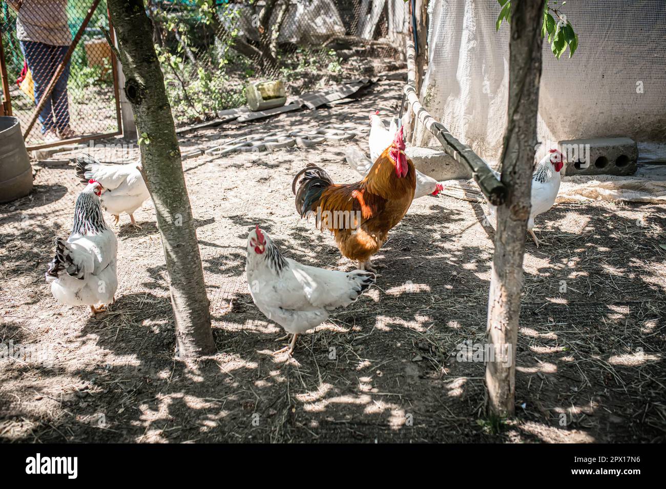 A red rooster and white chickens on an eco farm in a country house ...