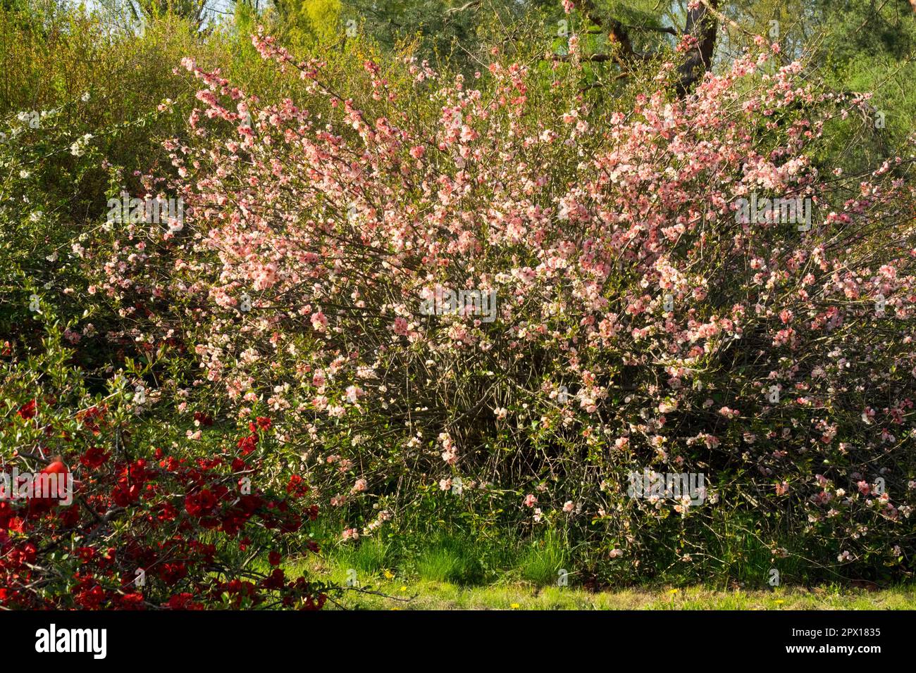Flowering quince, Chaenomeles moerloosei, Spring, Garden, Shrub ...