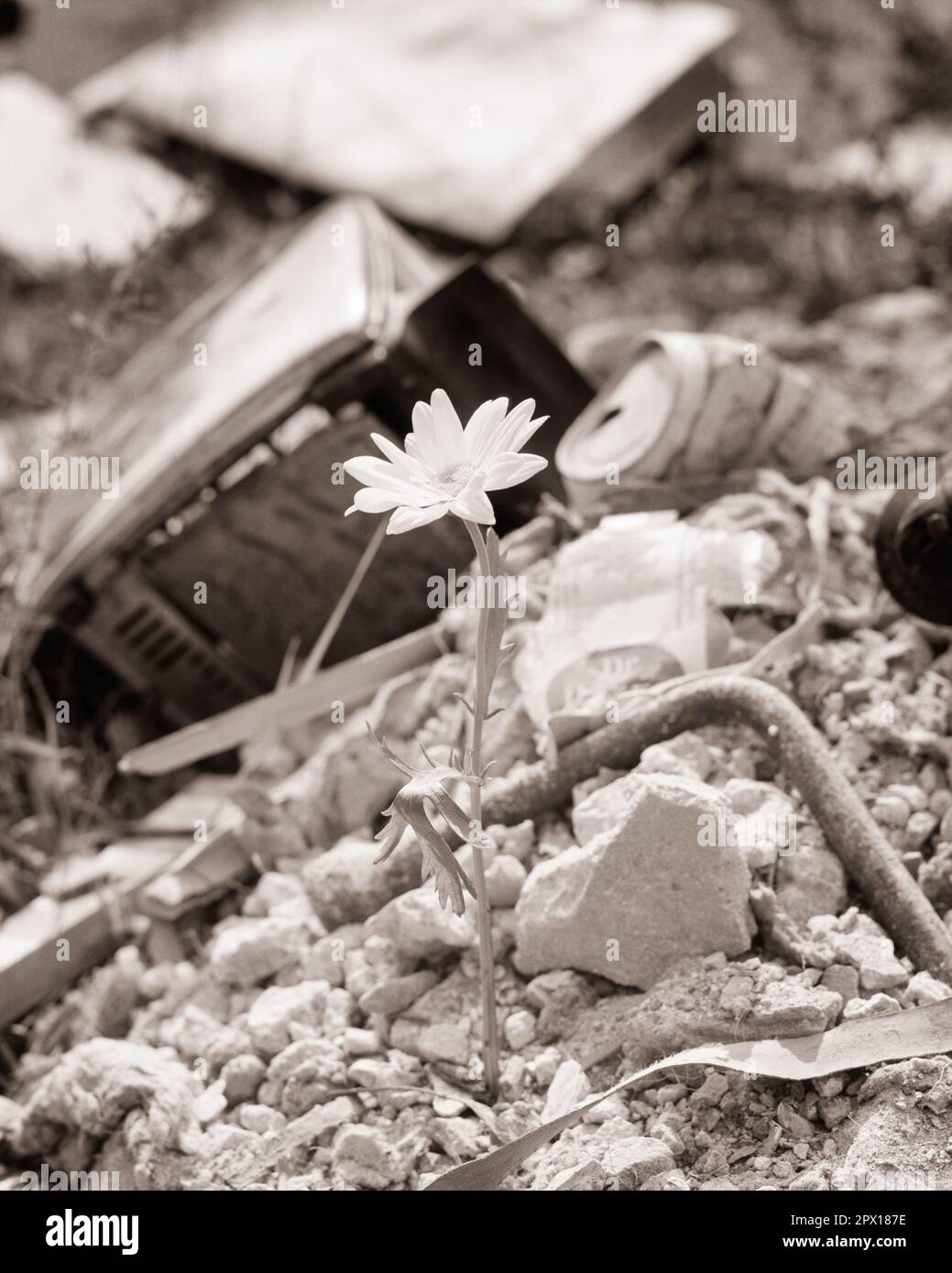 1970s FRESH SINGLE DAISY FLOWER PUSHING ITS WAY UP THROUGH PILE OF ...