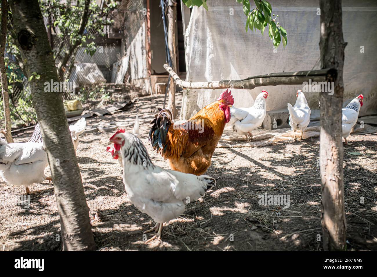 A red rooster and white chickens on an eco farm in a country house ...