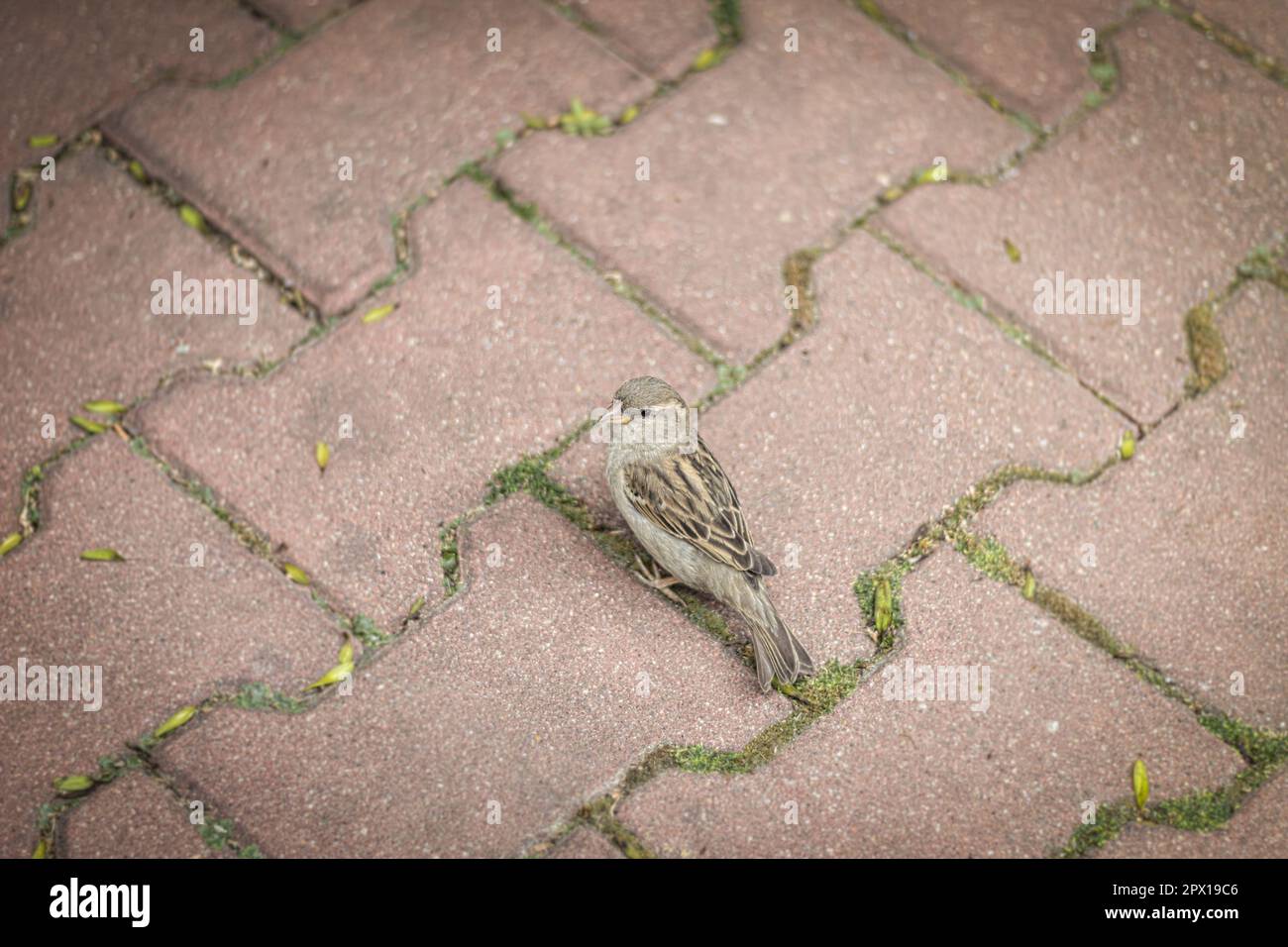 A young sparrow jumps on the pavement. Male house sparrow, close-up ...