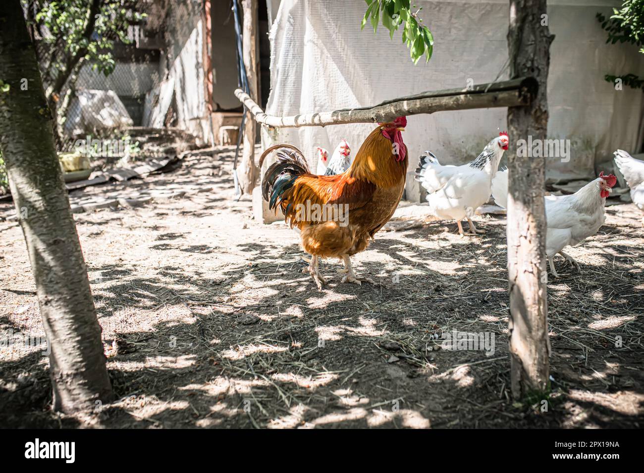 A beautiful rooster in the hen house among the hens. Breeding poultry ...