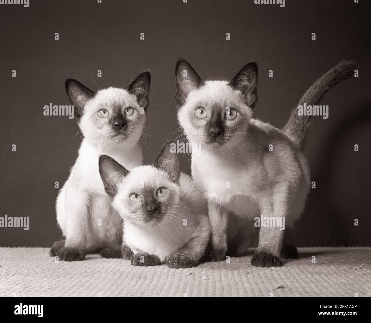 Siamese Kittens