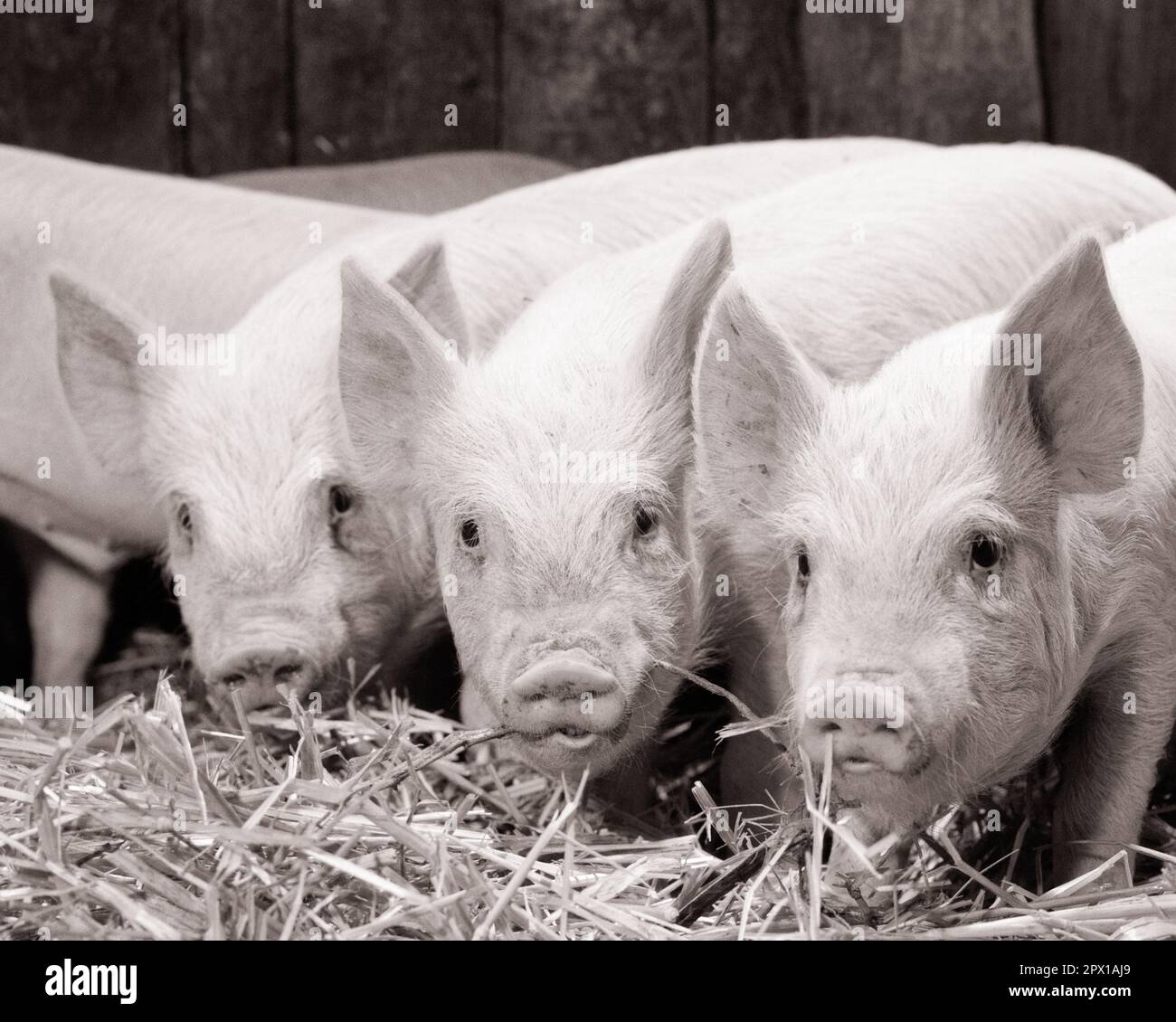 1950s THREE YORKSHIRE PIGLETS ABOUT 8 WEEKS OLD WEIGHING MAYBE 40 ...